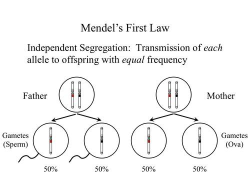 Law Of Segregation Diagram