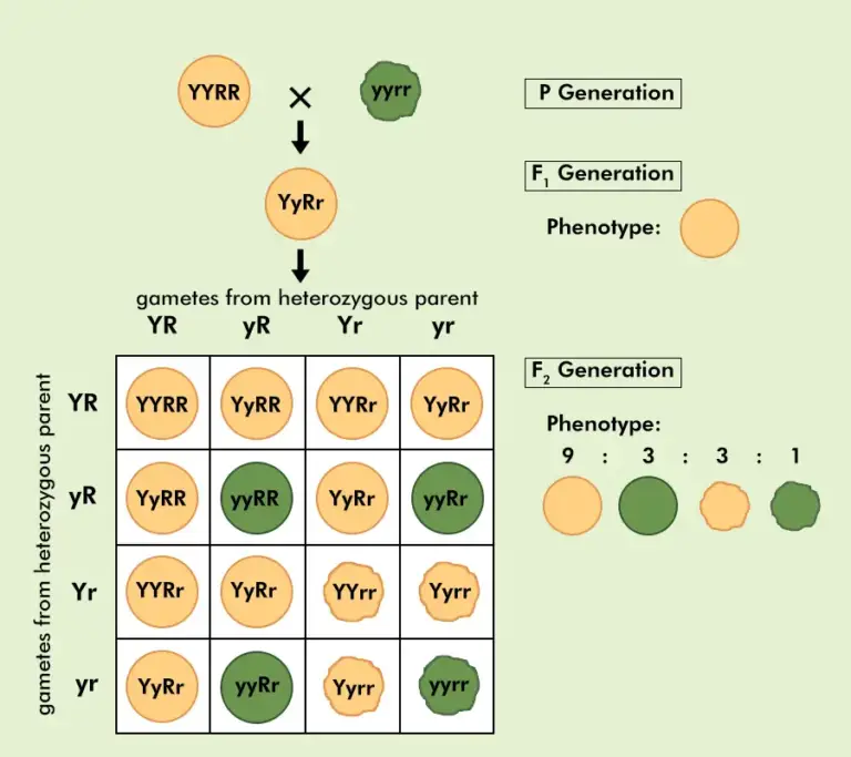 Mendel’s Laws of Inheritance - Mendelian Inheritance - Biology Notes Online Mendel’s Laws of Inheritance - Mendelian Inheritance - Biology Notes Online