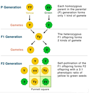 Mendel’s Laws Of Inheritance - Mendelian Inheritance - Biology Notes Online