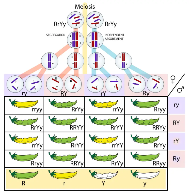 Mendel’s Laws of Inheritance - Mendelian Inheritance - Biology Notes Online