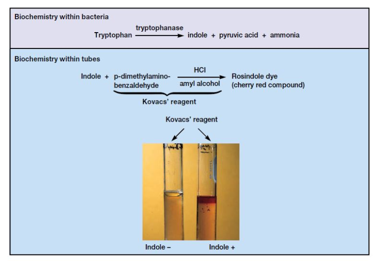 IMViC Test - Principle, Procedure, Result, Uses, Examples - Biology ...