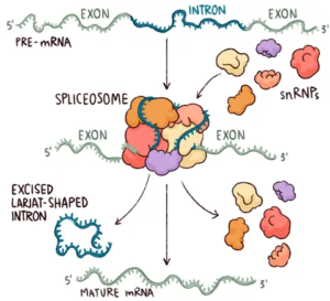 RNA Splicing - Definition, Types, Mechanisms - Biology Notes Online
