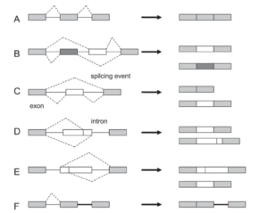 RNA Splicing - Definition, Types, Mechanisms - Biology Notes Online
