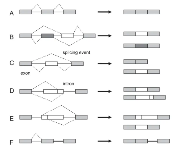 RNA Splicing - Definition, Types, Mechanisms - Biology Notes Online