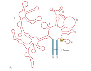 RNA Splicing - Definition, Types, Mechanisms - Biology Notes Online
