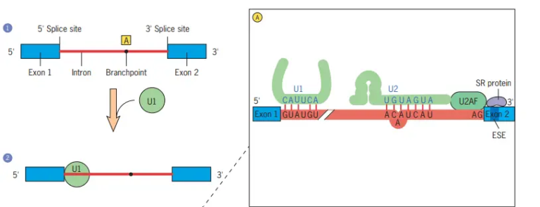 RNA Splicing - Definition, Types, Mechanisms - Biology Notes Online