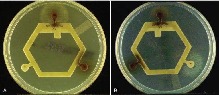 X and V factor Test - Principle, Purpose, Procedure, Result - Biology ...