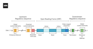 Exon - Definition, Types, Structure, Functions - Biology Notes Online