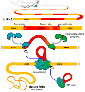 Exon - Definition, Types, Structure, Functions - Biology Notes Online