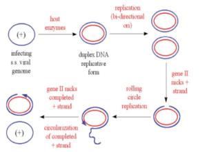 Plasmid Replication - Mechanism With Diagram - Biology Notes Online