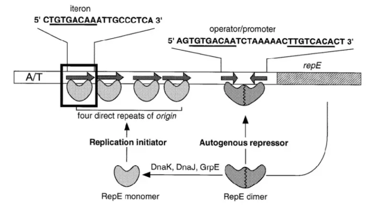 Plasmid Replication - Mechanism With Diagram - Biology Notes Online