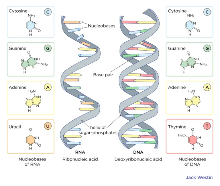 Watson and Crick DNA Model - Biology Notes Online