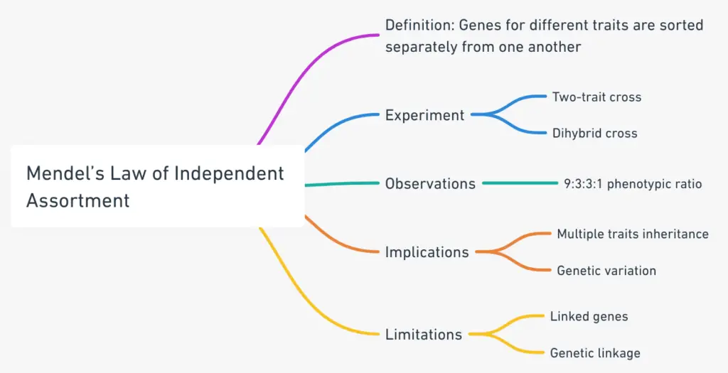 Law Of Independent Assortment Mendel’s Laws