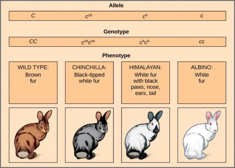 Multiple Alleles - Definition, Characteristics, Examples, Importance ...