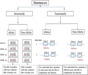 Multiple Alleles - Definition, Characteristics, Examples, Importance ...