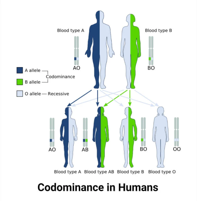 Codominance - Definition, Examples, Importance - Biology Notes Online