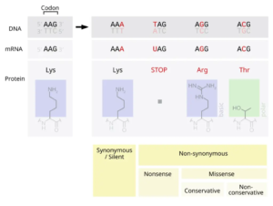 Silent Mutation - Definition, Causes, Mechanism, Examples, Applications ...