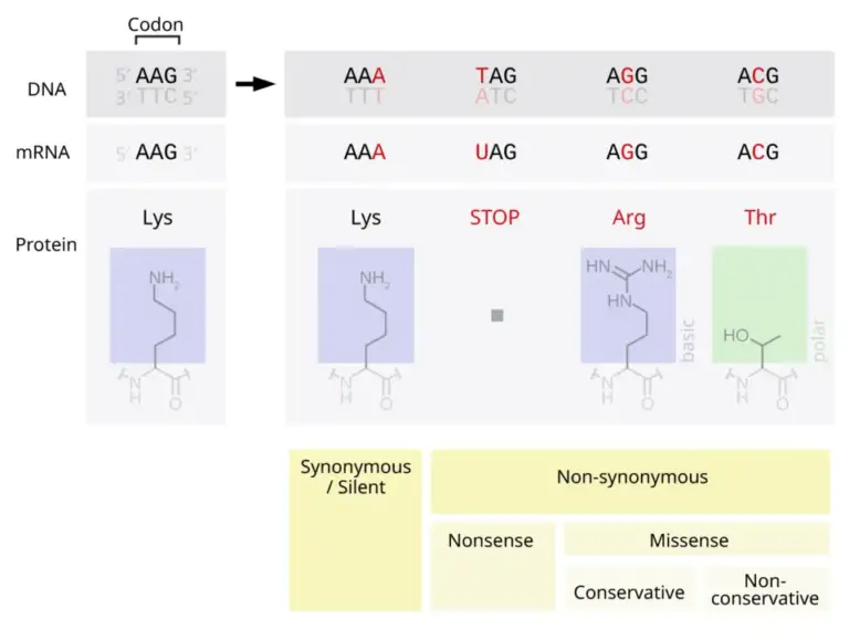 Silent Mutation - Definition, Causes, Mechanism, Examples, Applications ... Silent Mutation - Definition, Causes, Mechanism, Examples, Applications ...