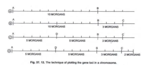 Chromosome Mapping - Definition, Types, Steps, Unit, Importance ...