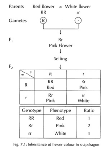 Gene Interaction - Definition, Types, Examples, Importance - Biology ...