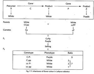 Gene Interaction - Definition, Types, Examples, Importance - Biology ...