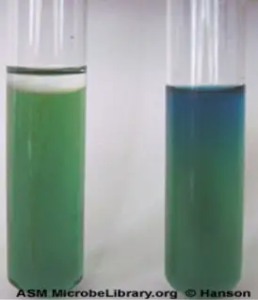 OF (Oxidation-Fermentation)Test - Principle, Purpose, Procedure ...