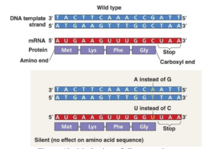 Silent Mutation - Definition, Causes, Mechanism, Examples, Applications ...