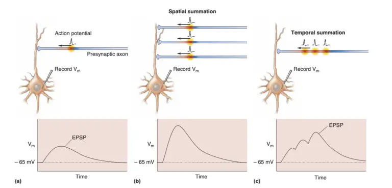 Synapse - Definition, Structure, Principles, Types & Function - Biology ... Synapse - Definition, Structure, Principles, Types & Function - Biology ...