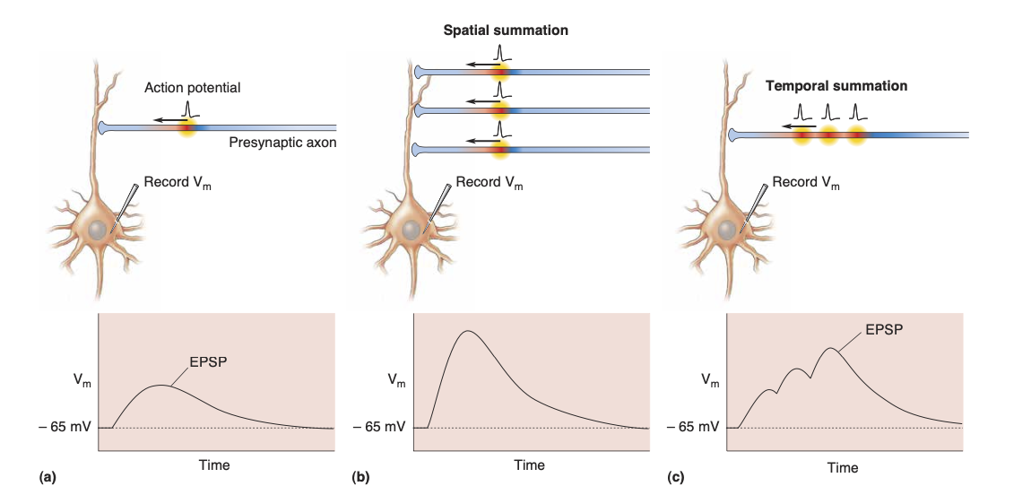 Synapse - Definition, Structure, Principles, Types & Function - Biology ...