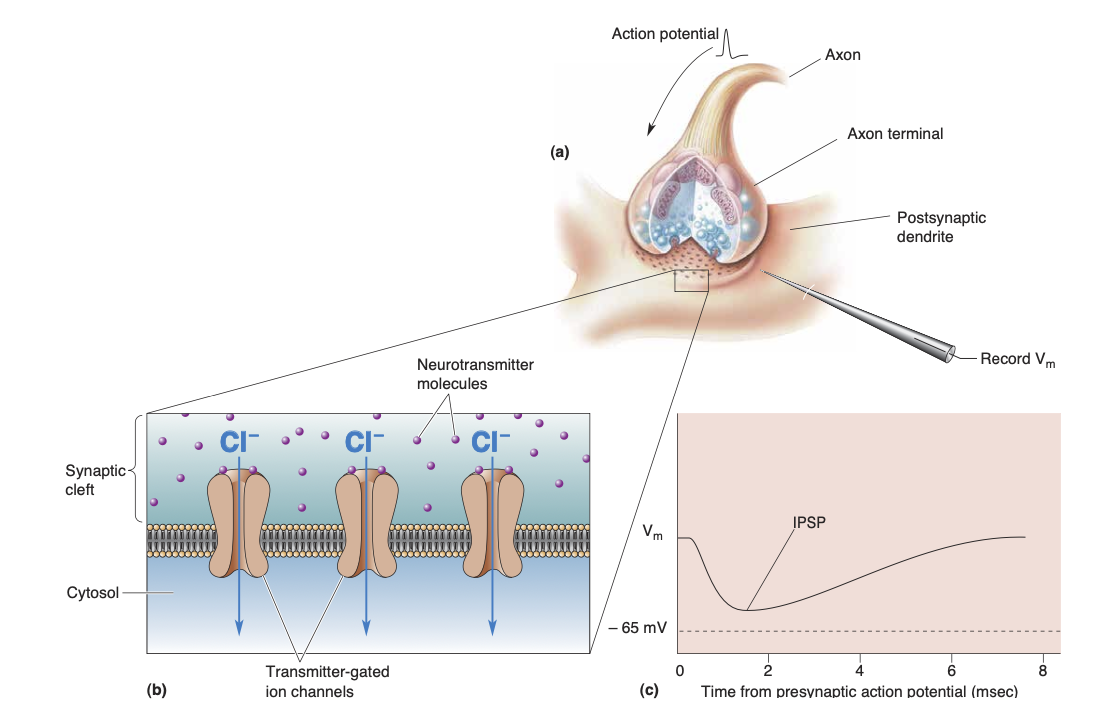 Synapse - Definition, Structure, Principles, Types & Function - Biology ...