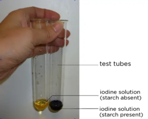 Iodine Test - Iodine test for starch Principle, Procedure, Result, Uses ...