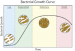 Bacterial Growth Curve Protocol - Biology Notes Online