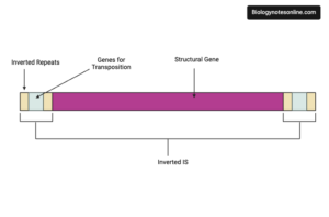Transposable elements - Definition, Types, Examples, Application ...