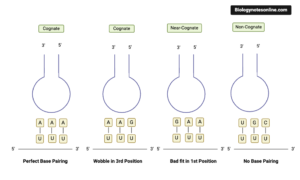Anticodon - Definition, Principle, Functions, Examples - Biology Notes ...
