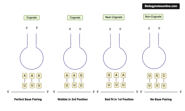 Anticodon - Definition, Principle, Functions, Examples - Biology Notes ...