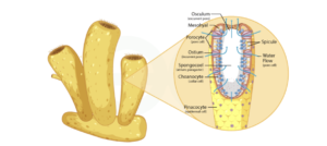 Sycon - Anatomy, Diagram, Habitat, Nutrition, Reproduction - Biology ...