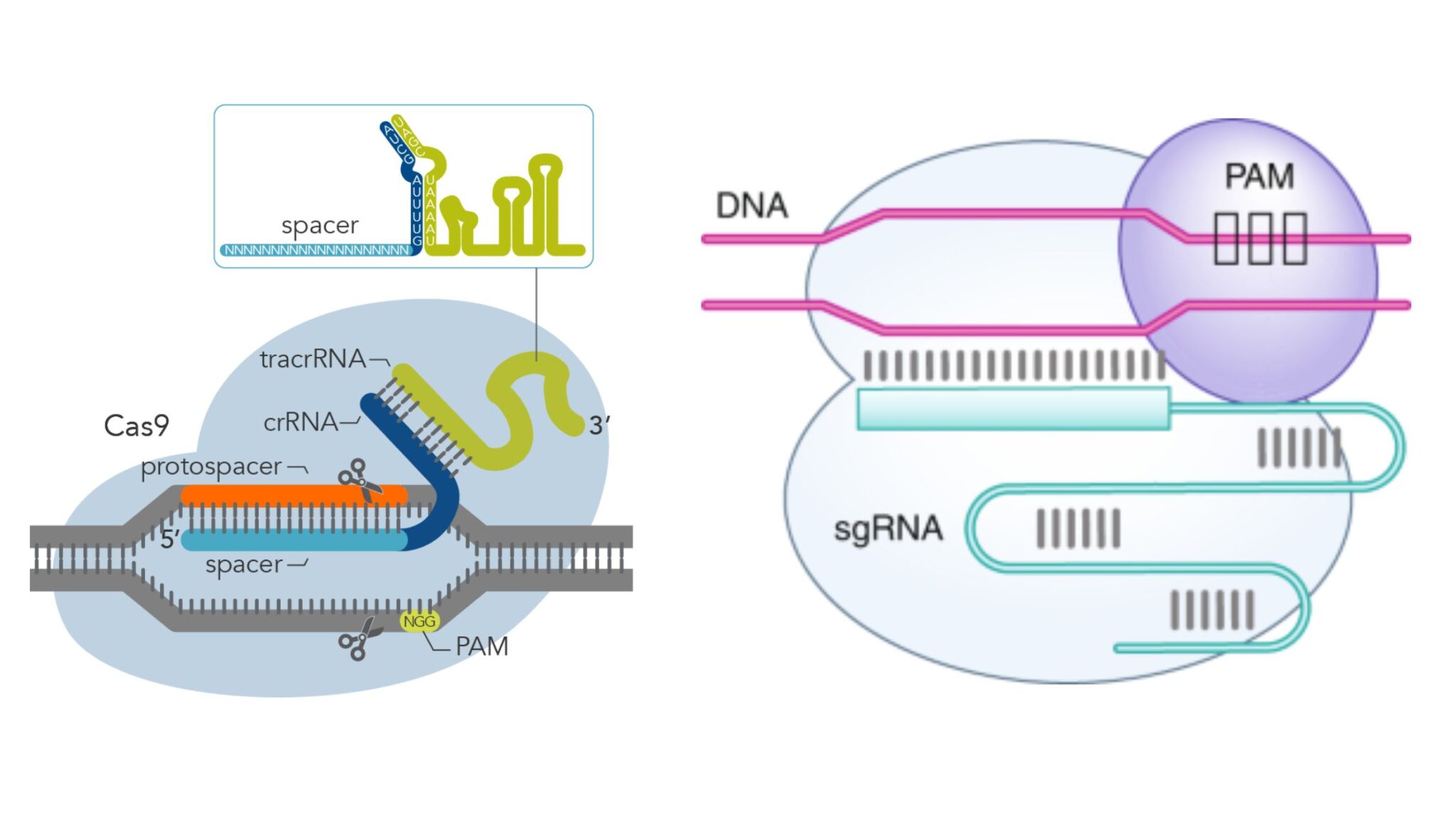 Theta Model of Replication - Steps, Applications, Examples - Biology ...