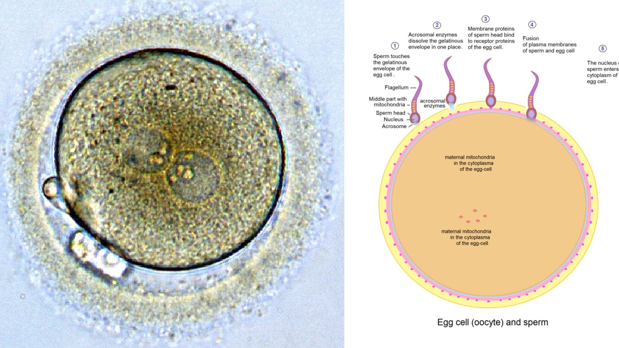 Egg Cell - Structure, Types, Functions - Biology Notes Online