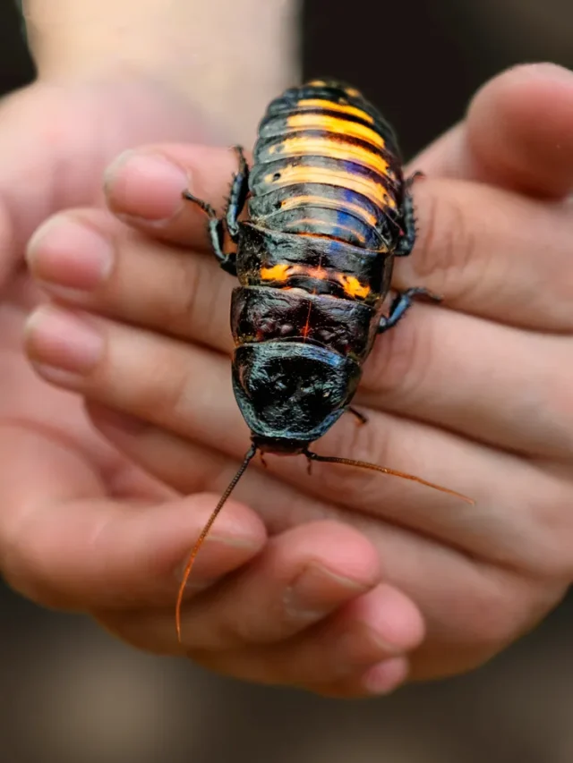 The Origin of the Cockroach: How a Notorious Pest Conquered the World ...