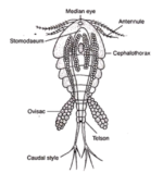 Cyclops - Habitat, Morphology, Life Cycle, Control, Importance ...