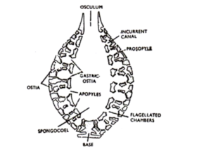 Sycon - Anatomy, Diagram, Habitat, Nutrition, Reproduction - Biology ...