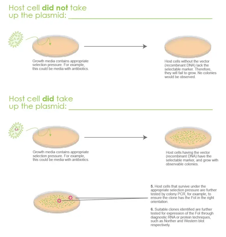 Cloning Vectors - Definition, Types, Features, Applications - Biology ... Cloning Vectors - Definition, Types, Features, Applications - Biology ...