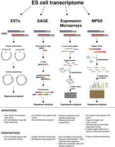 Gene Expression Profiling - Definition, Uses, Limitations - Biology ...