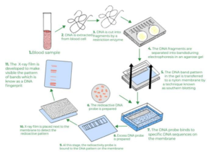 DNA Fingerprinting - Definition, Steps, Methods, Applications - Biology ...