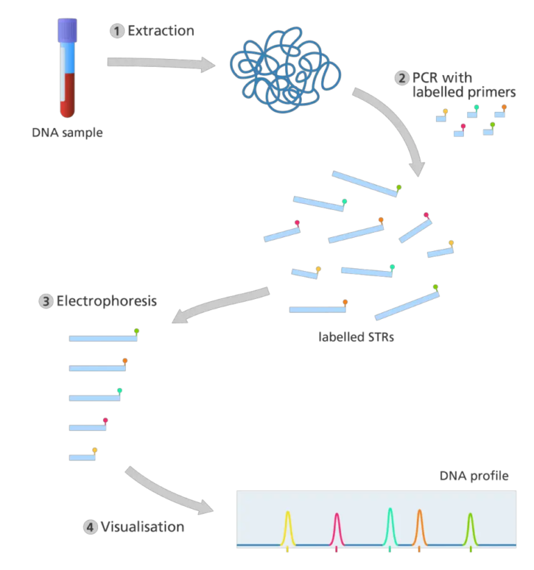 DNA Fingerprinting - Definition, Steps, Methods, Applications - Biology ...