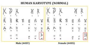 Karyotype and Idiogram - Definition, Procedure, Steps, Applications ...