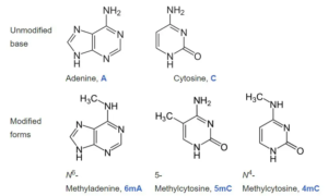 DNA Methylation - Definition, Mechanisms, Functions - Biology Notes Online