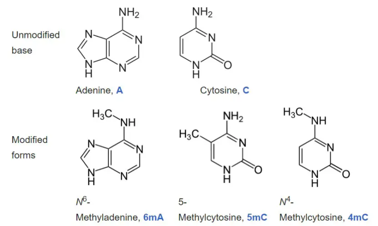 DNA Methylation - Definition, Mechanisms, Functions - Biology Notes Online