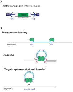 Transposable elements - Definition, Types, Examples, Application ...