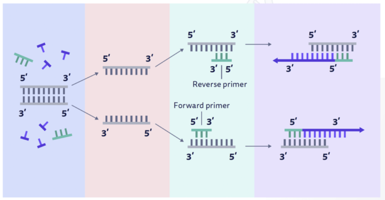 Primer Definition Primer Design Types Online Tools Uses Biology